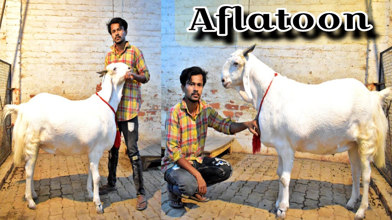 Most beautiful & Heavy goat in Lucknow | AFLATOON | Goat of Sultan ...
