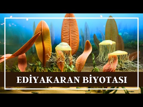 Kambriyen Öncesi Hayat Nasıldı? | Proterozoyik Devri #3