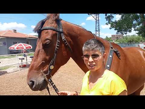 at eyerleme işlemi (at kapama)nasıl yapılır 🐎👍