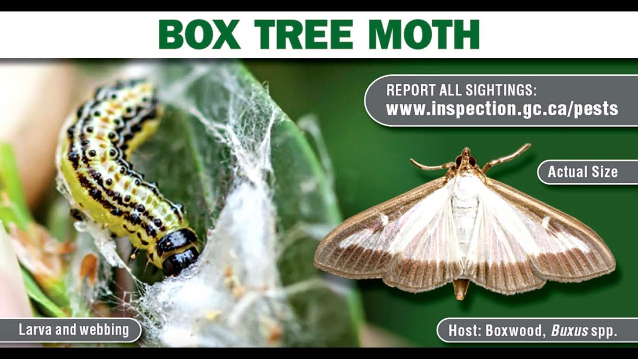 Box Tree Moth Webinar with Jennifer Llewellyn, OMAFRA - YouTube