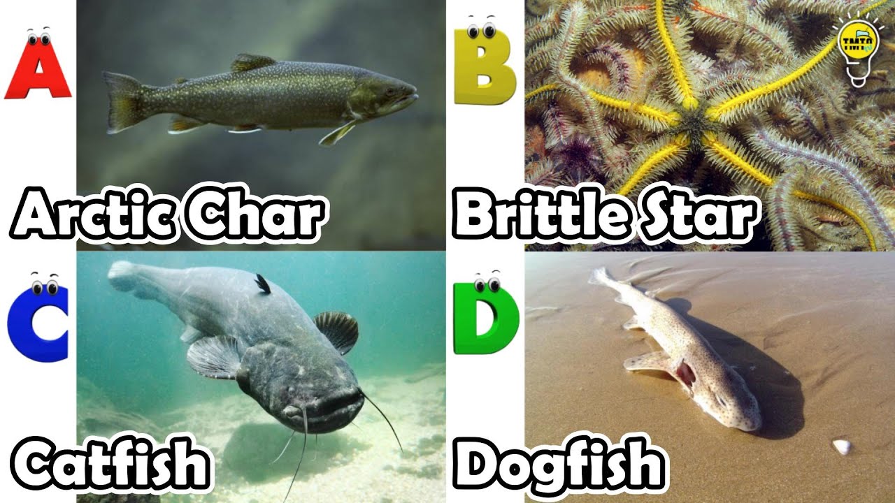 Cute ocean animals | ABC phonics animals | ABC Sea Animals song ...