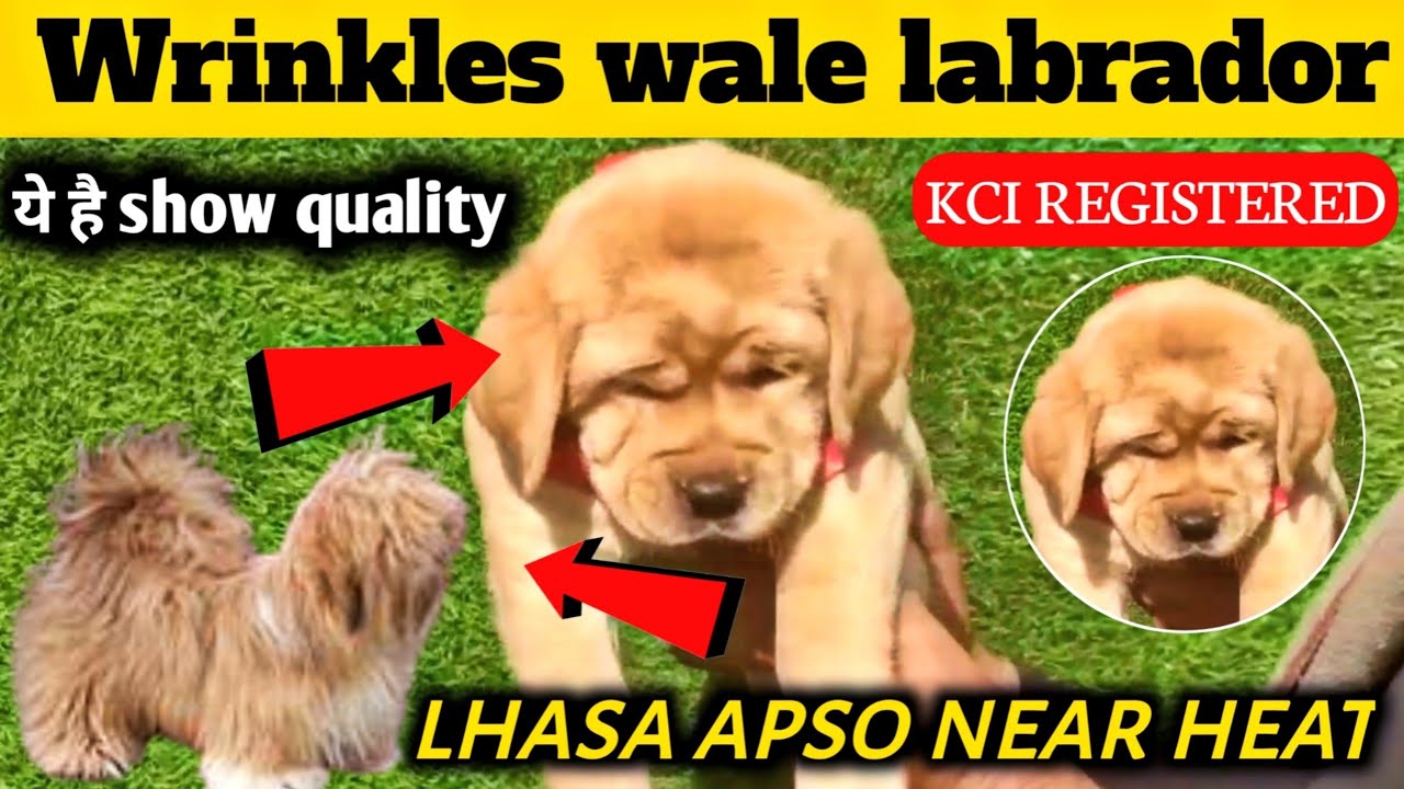 Show quality with fully Wrinkles | LABRADOR puppies for sale | heavy ...