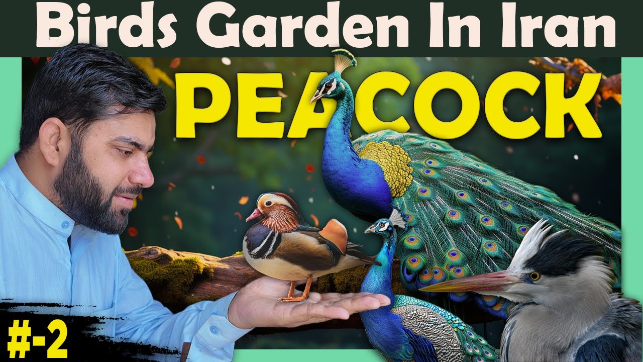 Most Beautiful Birds Garden In Iran 🇮🇷 Part 2। ईरानी चिड़ियाघर। Iran ...