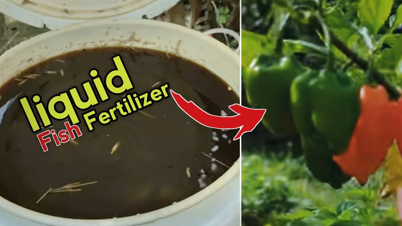 Amazing!! The effect of Liquid Organic Fertilizer on Chili Plants ...