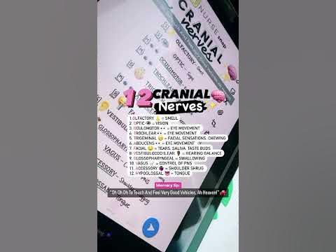 Remember the 12 Cranial Nerves the easy way with this mnemonic! Follow ...