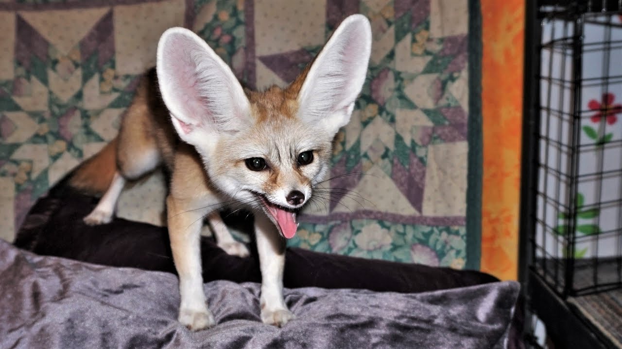 Fennec Fox Screams For 1 Minute Straight - YouTube