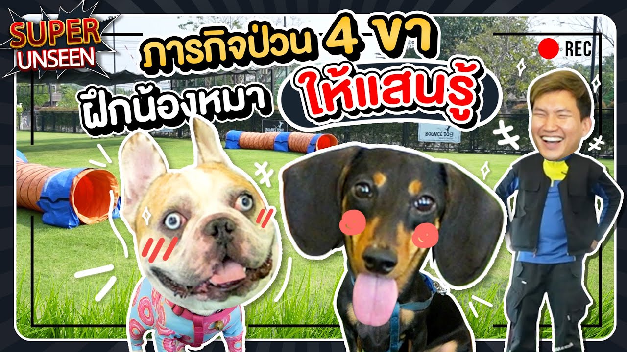 ภารกิจป่วน 4 ขา ฝึกน้องหมาให้แสนรู้ | SUPER UNSEEN - YouTube
