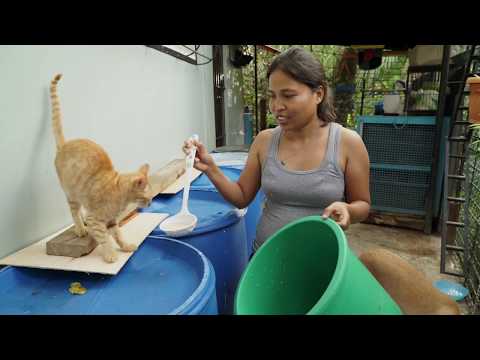 MARO - Tierrettung auf den Philippinen - Fütterung
