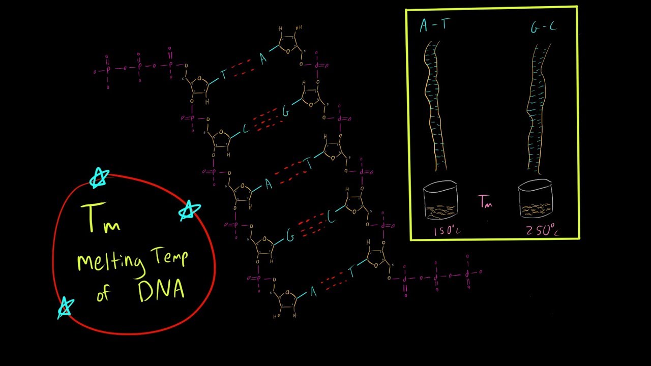 DNA Tm Temperature of Melting MCAT Biochemistry (A-T vs G-C vs Length ...