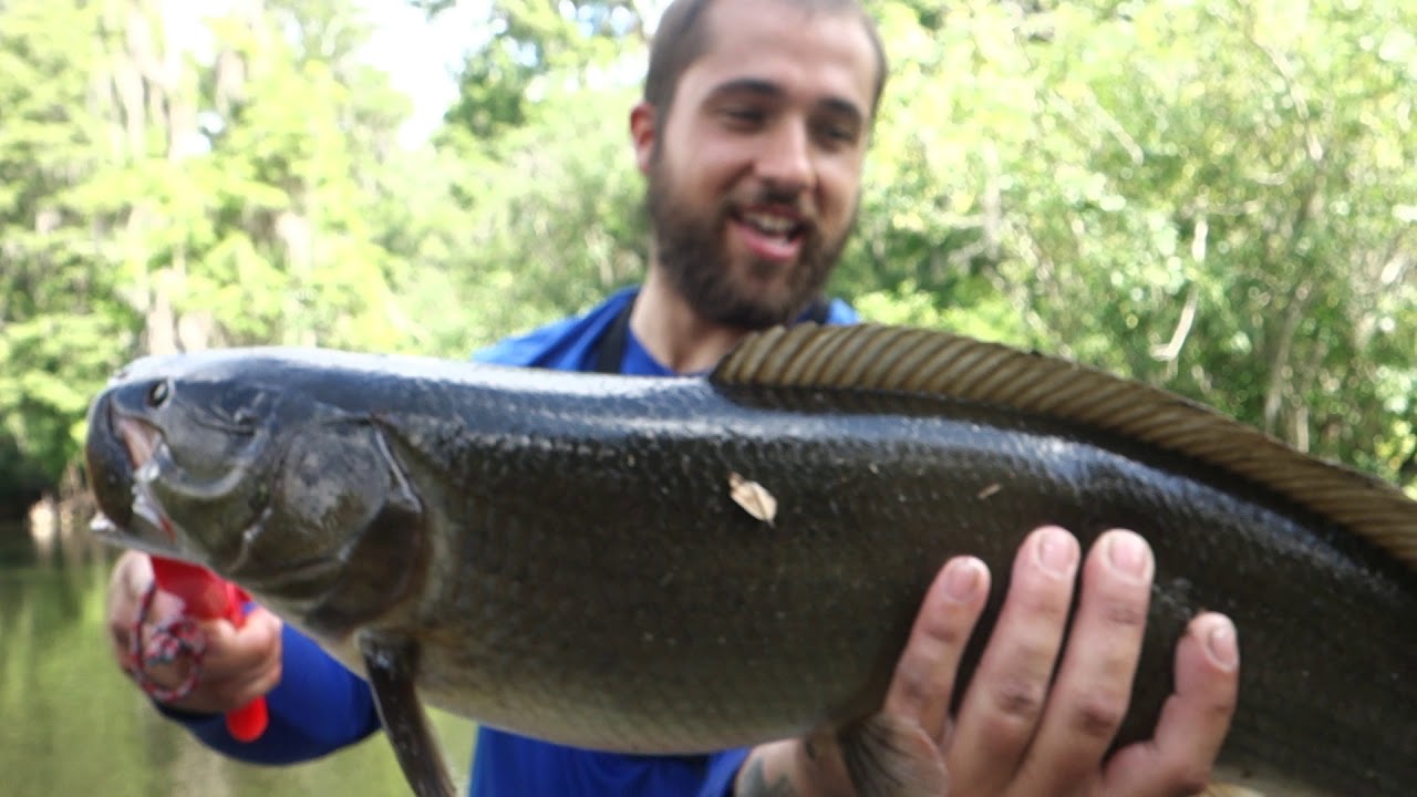SWAMP BASS MONSTER | Fishing the Hillsborough River with Shadetree ...