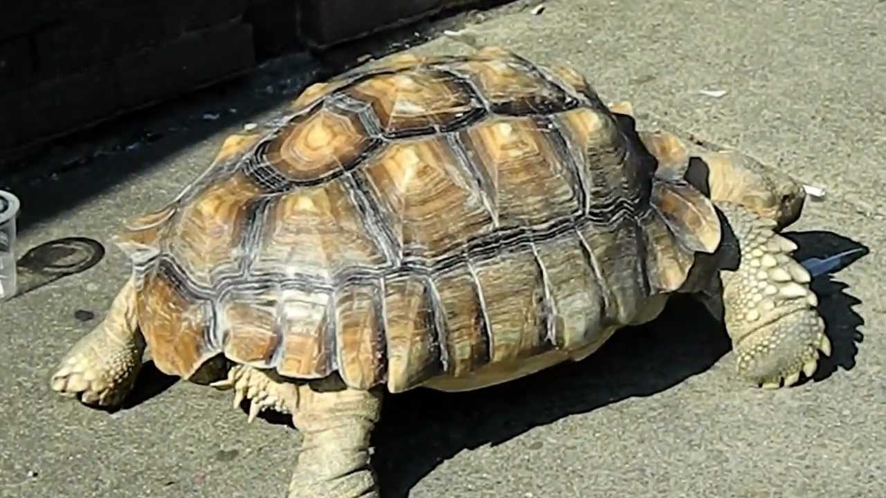 Spike part 1 of 2.MOV - YouTube