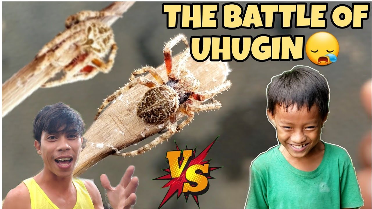 SPIDER FIGHTING | KALITAR VS POTPOT UPDATE SA SARANGGOLA. - YouTube