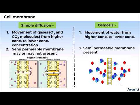 5. 11B08.3 CV2 Cell Membrane Part II - YouTube