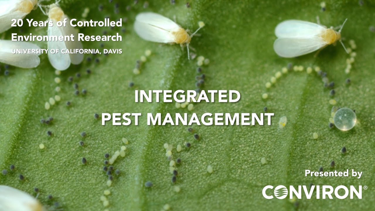 UC Davis - Integrated Pest Management - YouTube