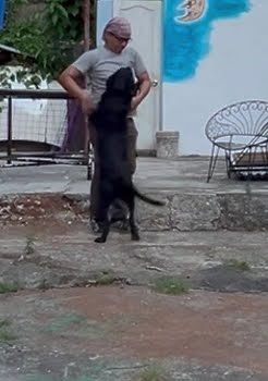 Big Black Doggo - YouTube