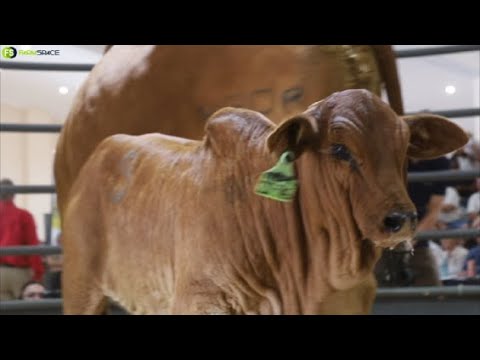 Ntaba Nyoni Cattle Auction Racap & Results - YouTube