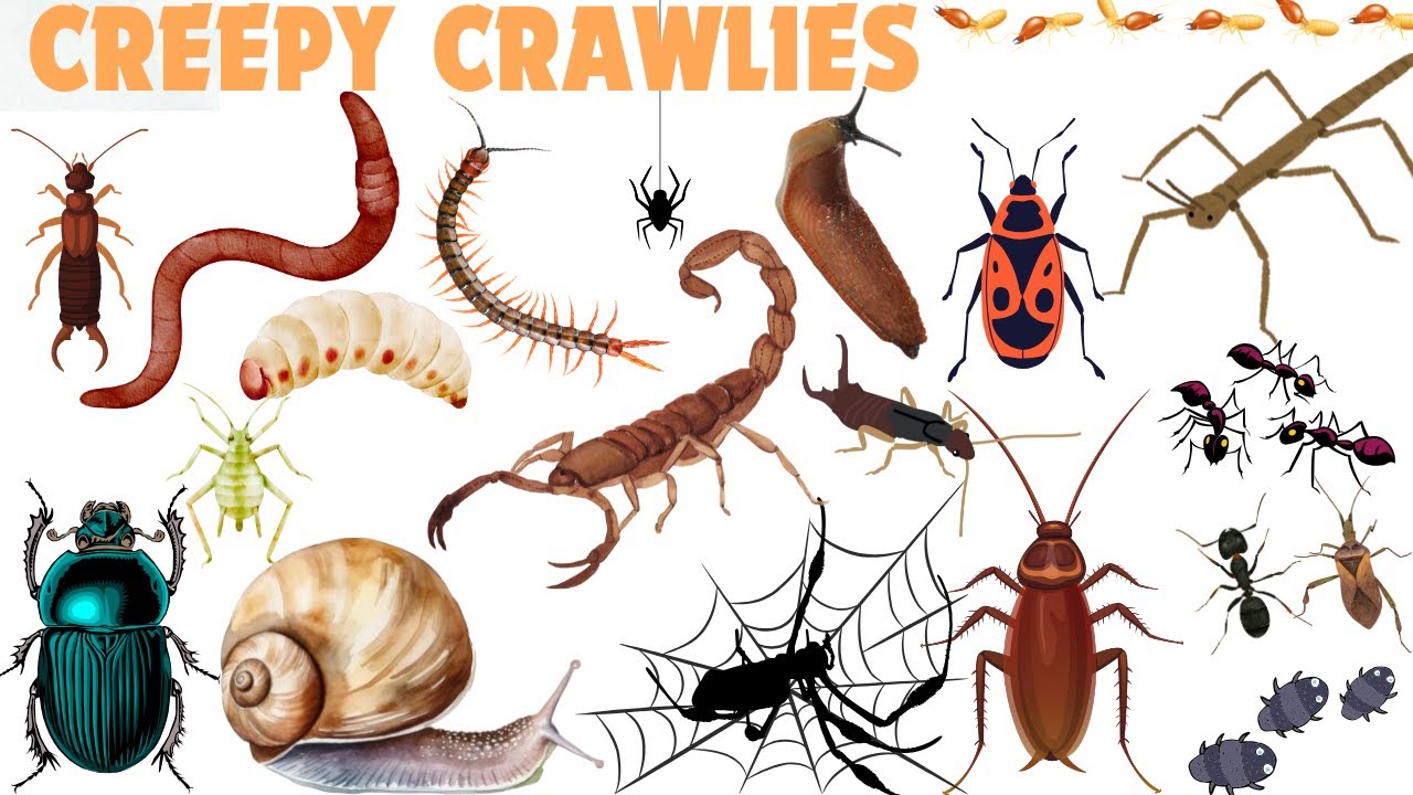 Creepy Crawlies Adventure! 🕷️ The Hidden World Beneath Our Feet - YouTube