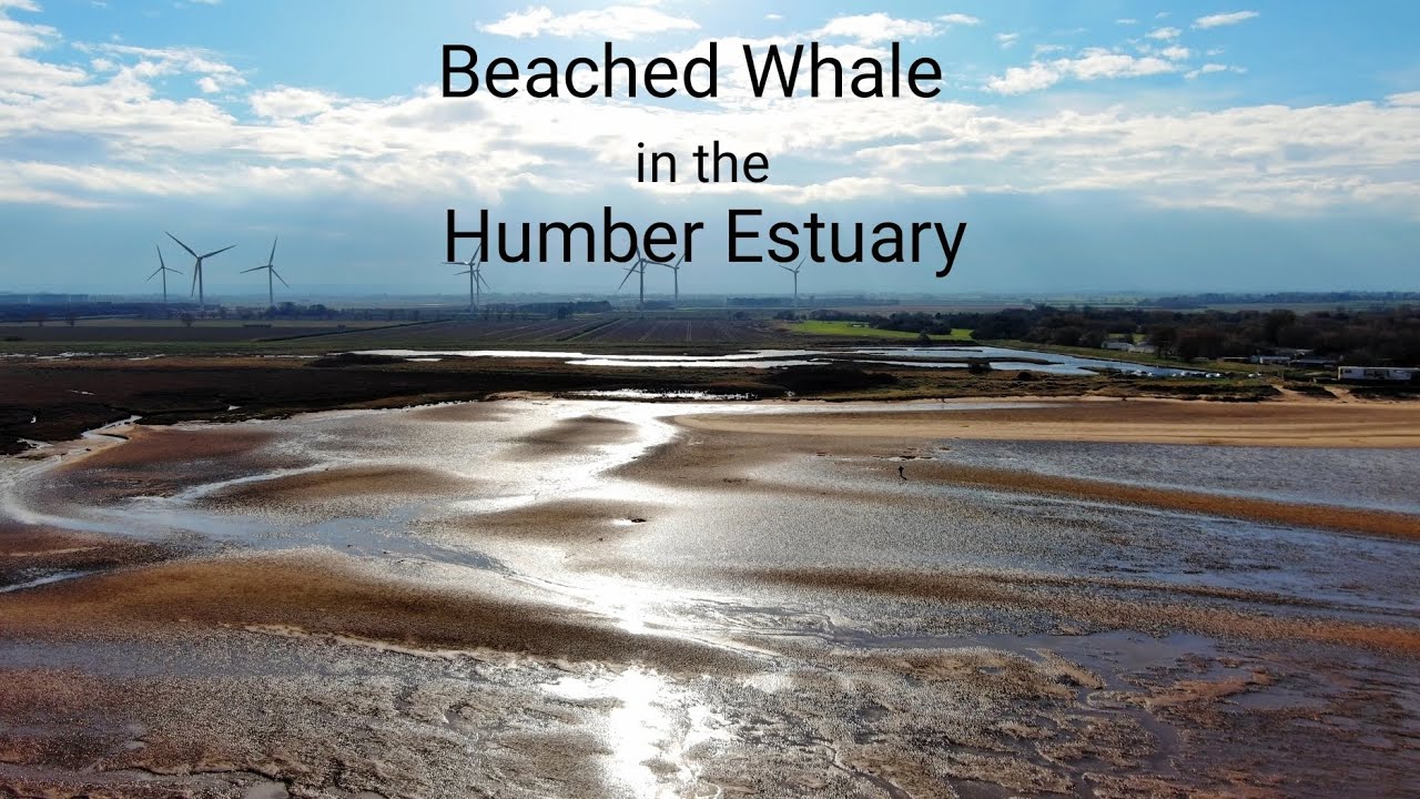 Whale carcass on Cleethorpes Beach(viewer discretion advised) - YouTube