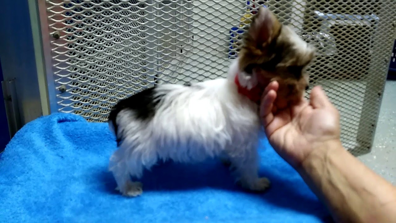 Gold Sable Yorkie boy (RILEY) - YouTube