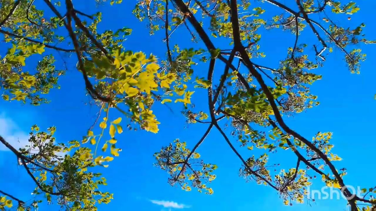 Amazing Leaves Falling [free copyright video and song] - YouTube