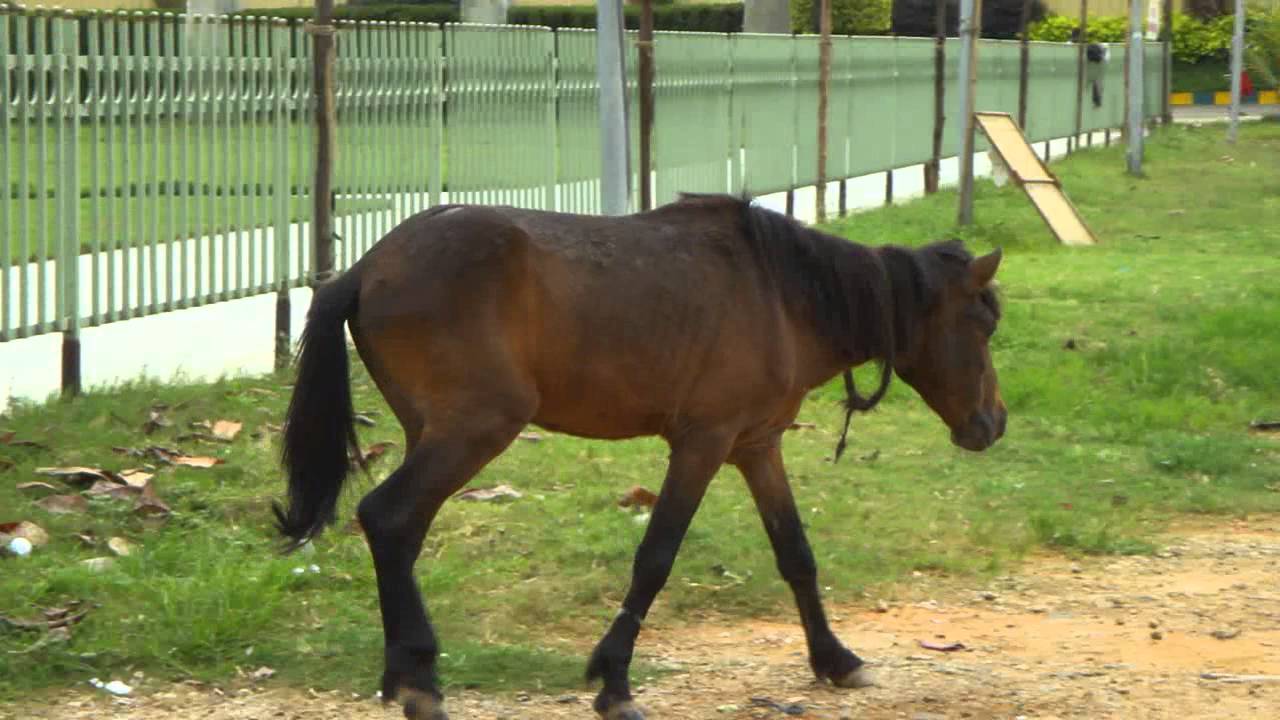 Biscuit Puttani-20-09-2013_1 - YouTube
