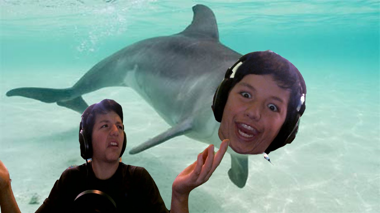 Dolphin Simulator - YouTube
