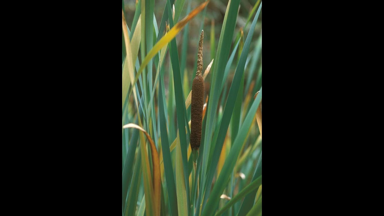 RUSH RANCH- NATIVE TIDAL MARSH PLANTS - CATTAIL - YouTube