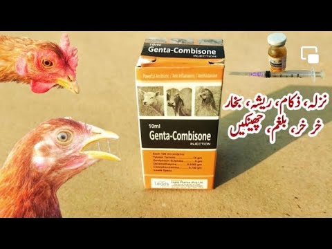 @Genta-combisone injection for chicken,poultry birds and large Animal ...