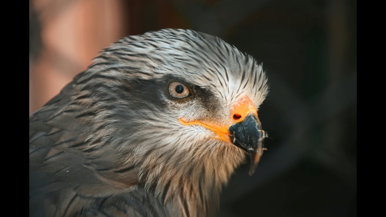 World Biggest Red Cheel | indian Cheel | Eagle | Kite bird | Falcon ...