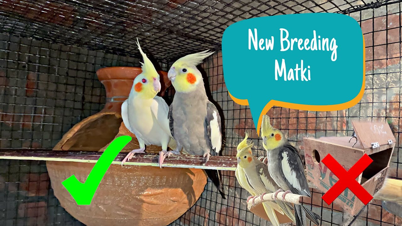 Cockatiel bird Best Breeding in Nest Box yeah Matki | Pet’s Care Home ...