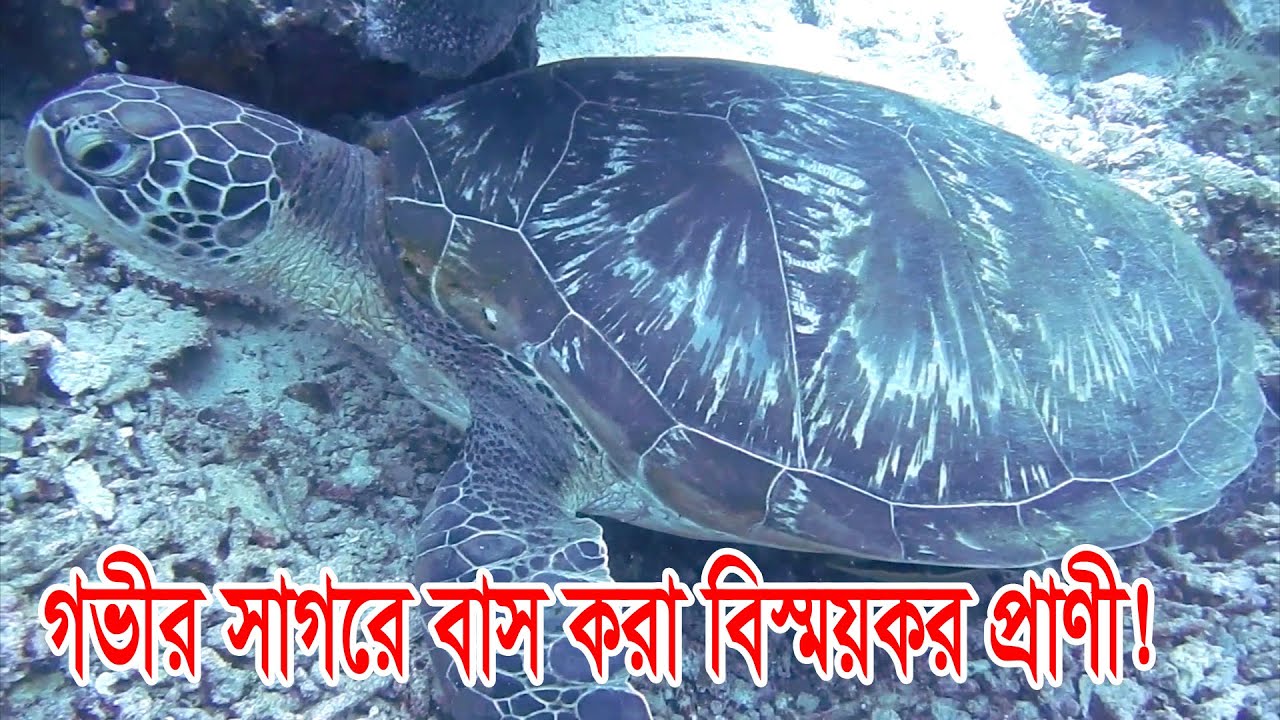 গভীর সাগরেও এদের বসবাস! দেখুন। Tortoise । Turtle । Kossop। Kocchop ...
