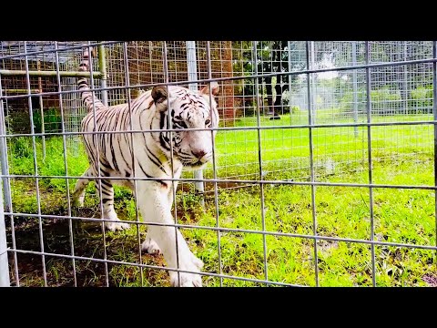 TIGER TREATS!!