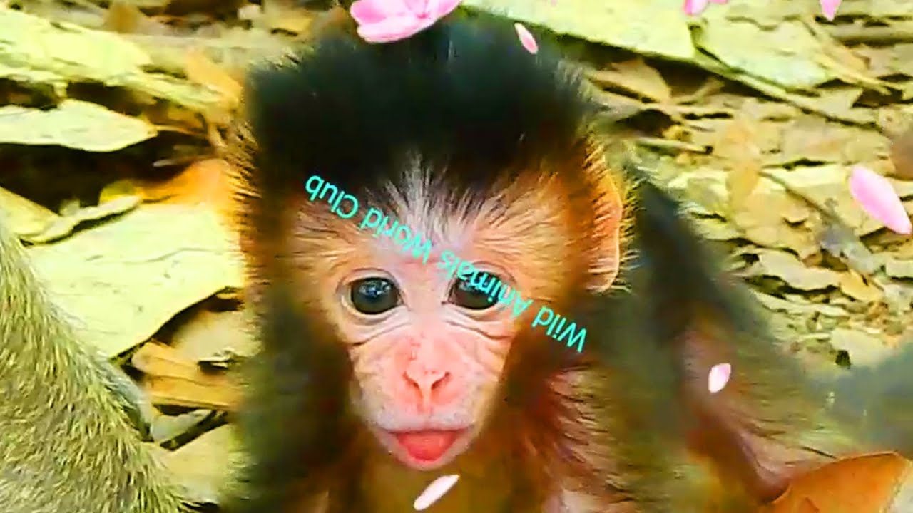 Congrats! APRIL Monkey Got A New Baby Girl Names AMAYA, Look So Cute ...