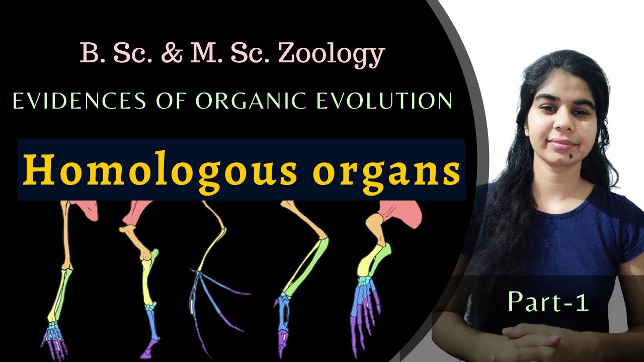 Homologous organs || Evolution || B. Sc. & M. Sc. Zoology - YouTube