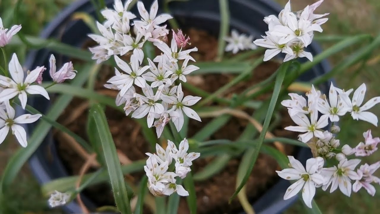 How I grow the Pink Garlic / Hirsute Garlic, Allium trifoliatum ...