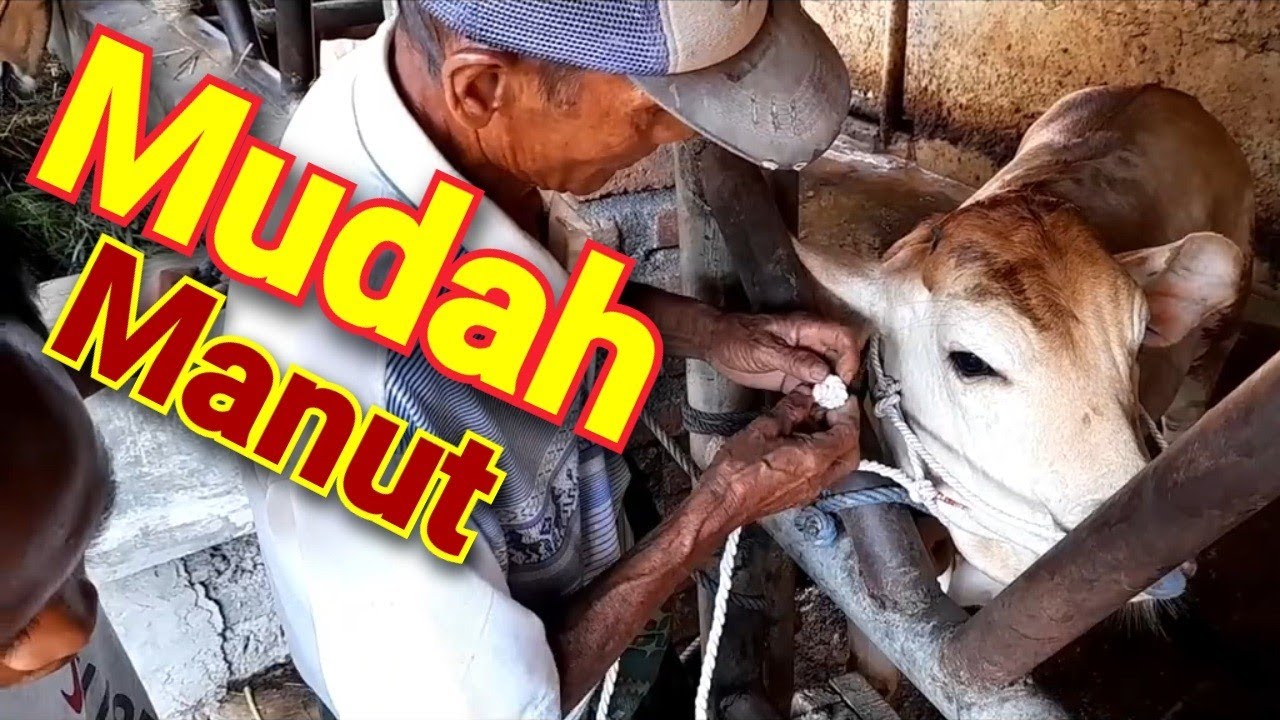 Waktu yang Tepat dan Cara Terbaik Memasang Tali Hidung pada Anak Sapi ...