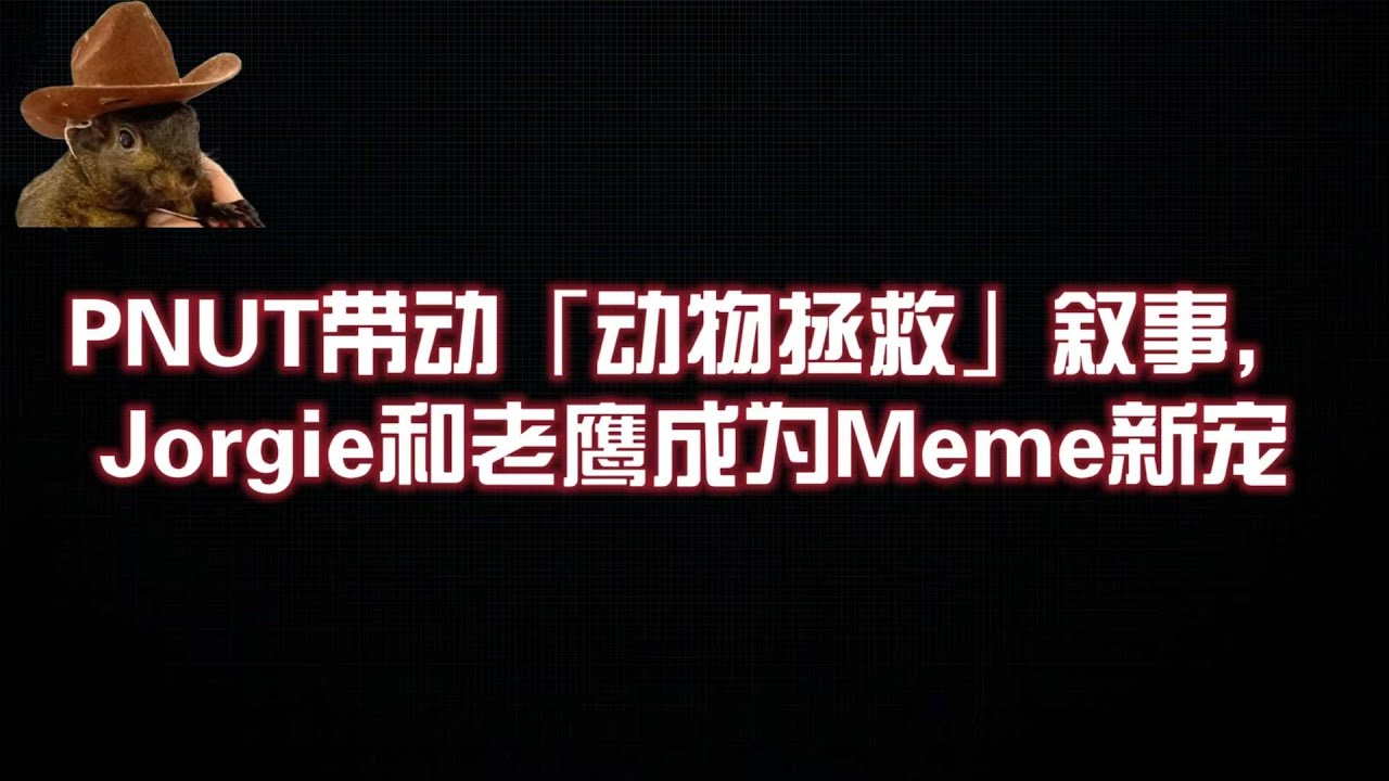 PNUT带动「动物拯救」叙事，Jorgie和老鹰成为Meme新宠 - YouTube