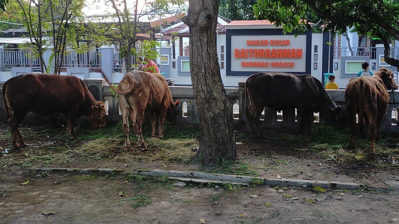 Sapi" Qurban Masjid Besar Baiturrahman Banaran Sambungmacan Sragen Jawa ...