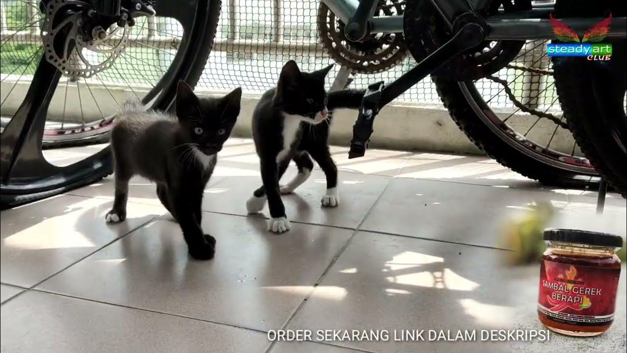 CUTE KITTY CAT HAVE FUN WITH DADDY - YouTube