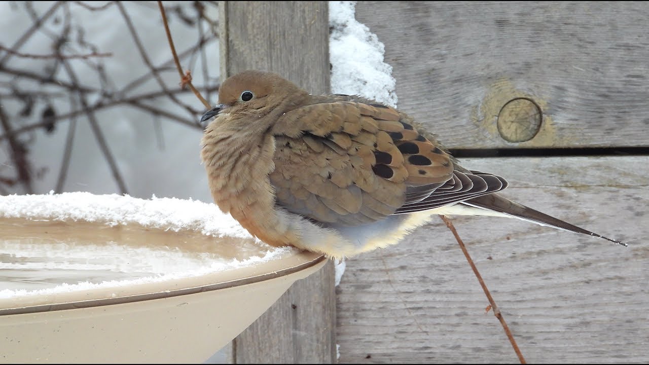 Bol d'eau chauffant / Heated water bowl - YouTube