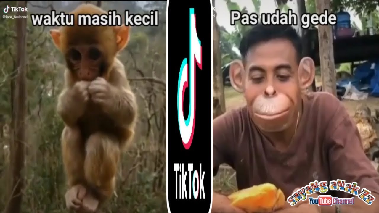 TIK TOK MONYET YANG LUCU - YouTube
