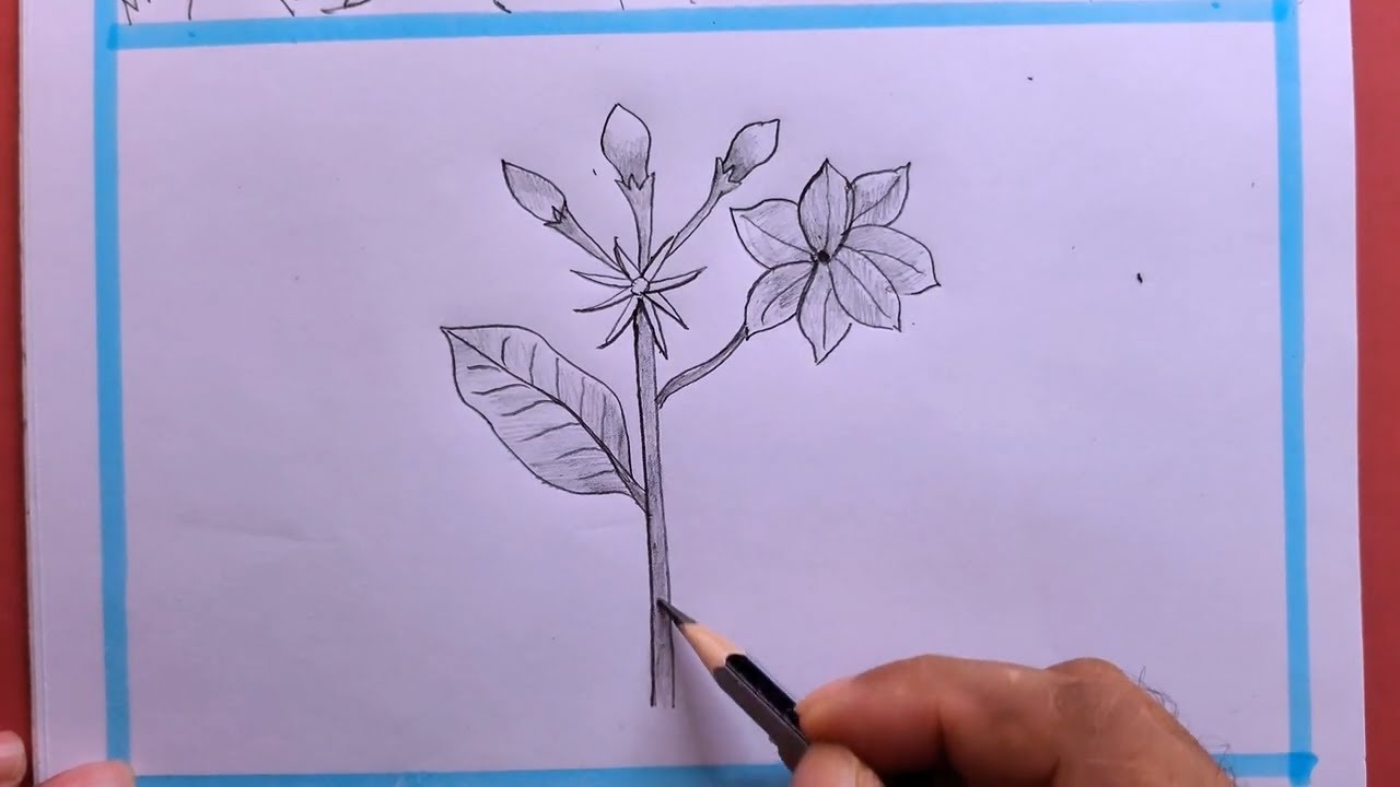 How To Draw Jasmine Flower Easy/Drawing Jasmine Flower Easy - YouTube