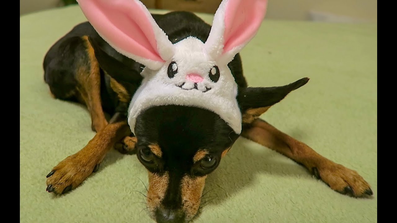 DOG DRESSED AS A BUNNY IS THE CUTEST THING YOU WILL SEE TODAY (VLOG #70 ...