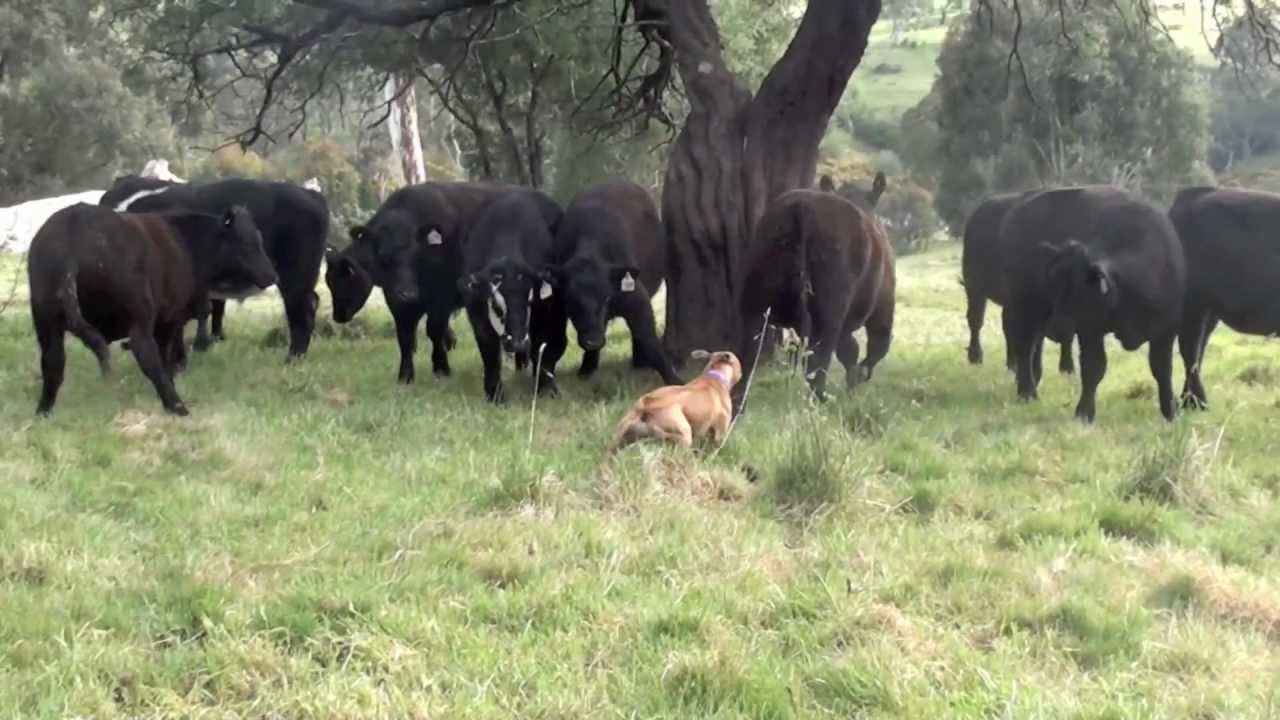 DOG VS BULL - YouTube