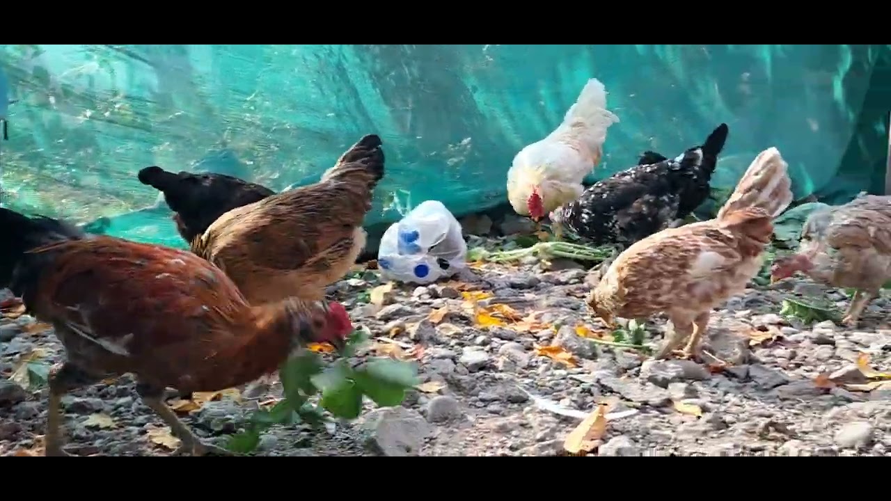 Pure Desi Chicken ; My pack of Kashmiri Chicken - YouTube