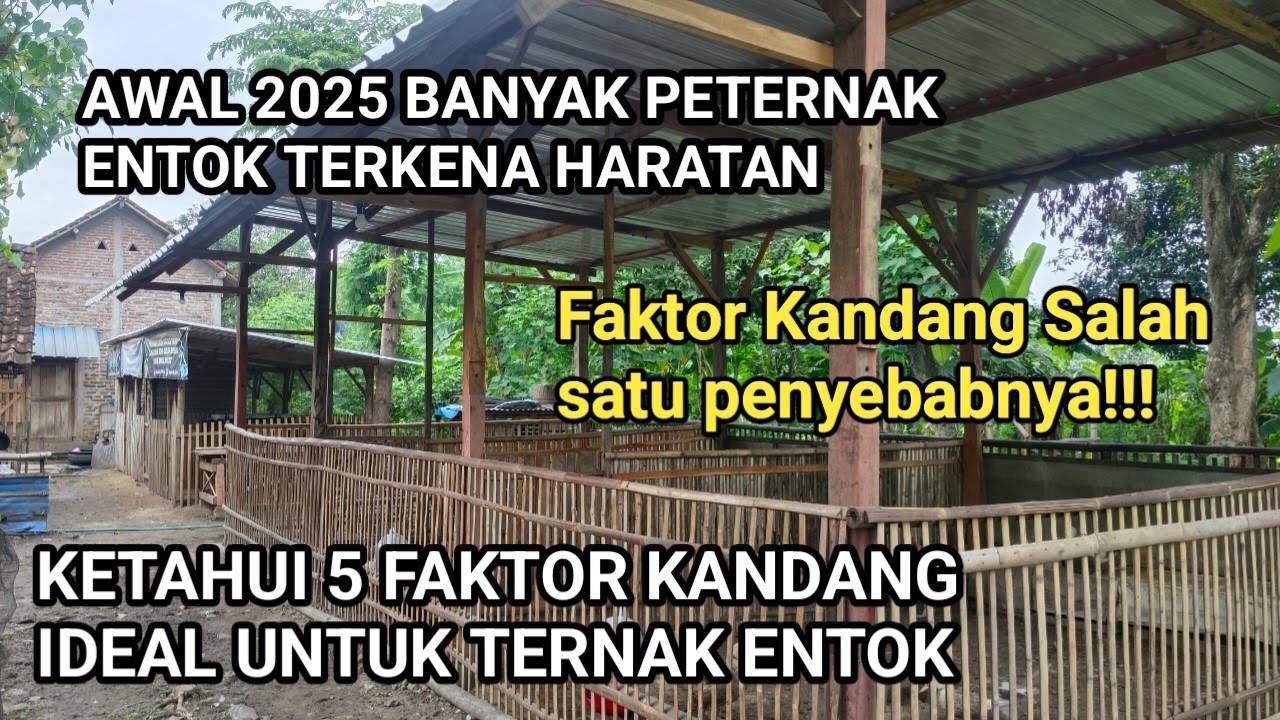 KANDANG ENTOK IDEAL SEBAGAI PENENTU SUKSES TERNAK ENTOK - YouTube
