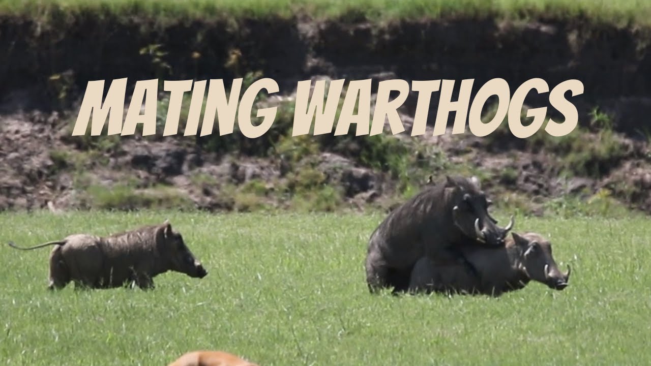 Mating Warthogs continuously interrupted by younger male - Nanzhila ...