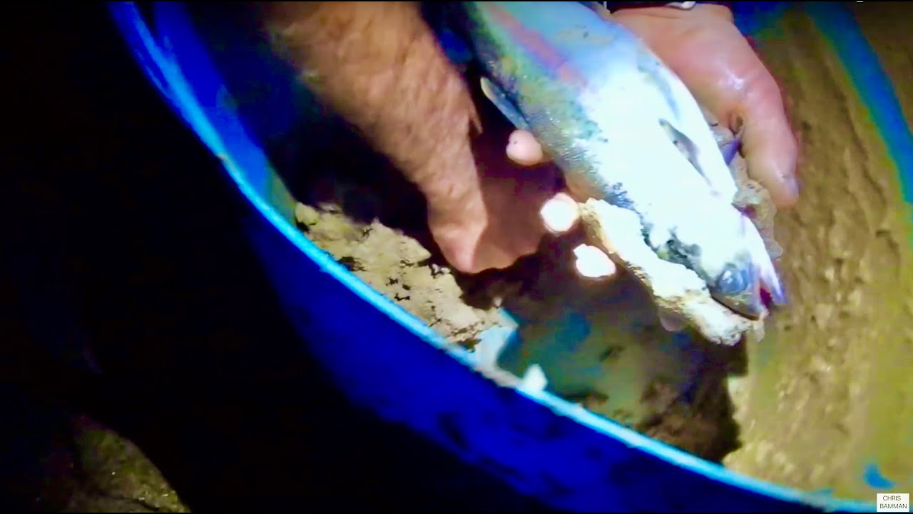 Baked Fish In Lake Mud... A Trout Fishing Camping Adventure ... - YouTube