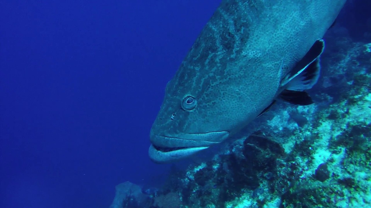Close encounter with a Grouper in Cozumel 2017 - YouTube