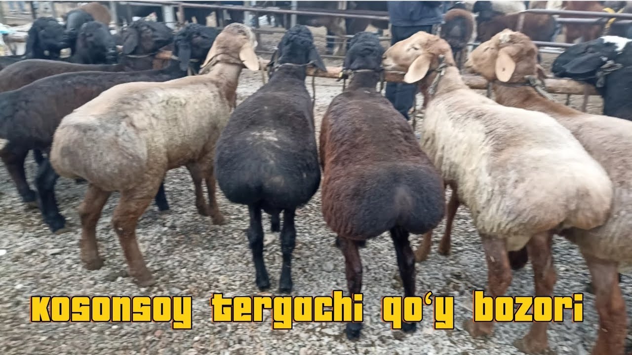 Kosonsoy tergachi qoʻy bozor narxlari bilan tanishing.Admin+ ...